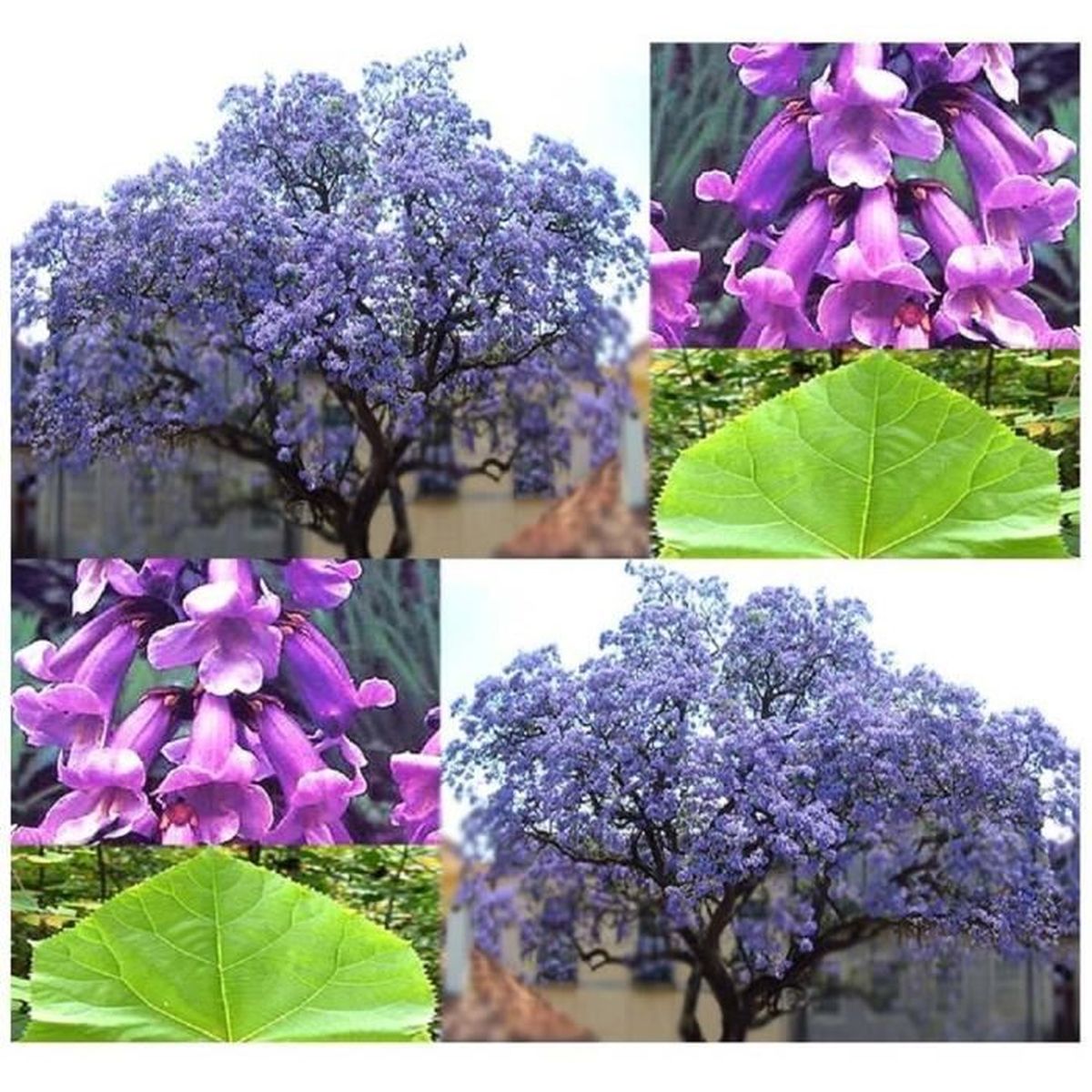 Le paulownia / Paulownia tomentosa - ± 70cm avec 2 litre pot - Achat ...
