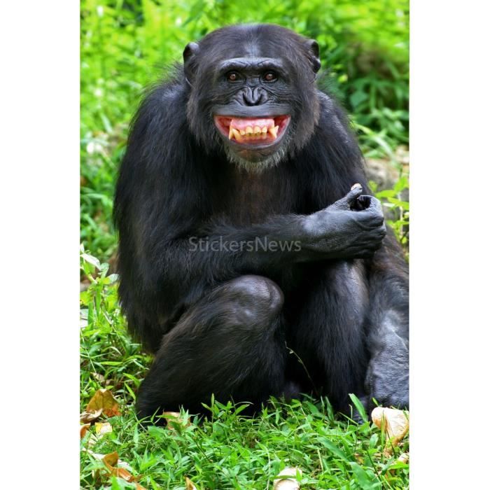Stickers autocollant ou Affiche Poster Singe Qui Fait La Grimace AN ...