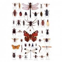 Poster Insectes - Achat / Vente affiche - Cdiscount