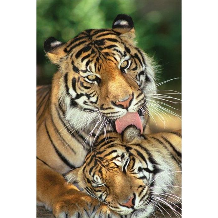 Poster photo tigre & tigresse (61 x 91.5cm) - Achat / Vente affiche ...